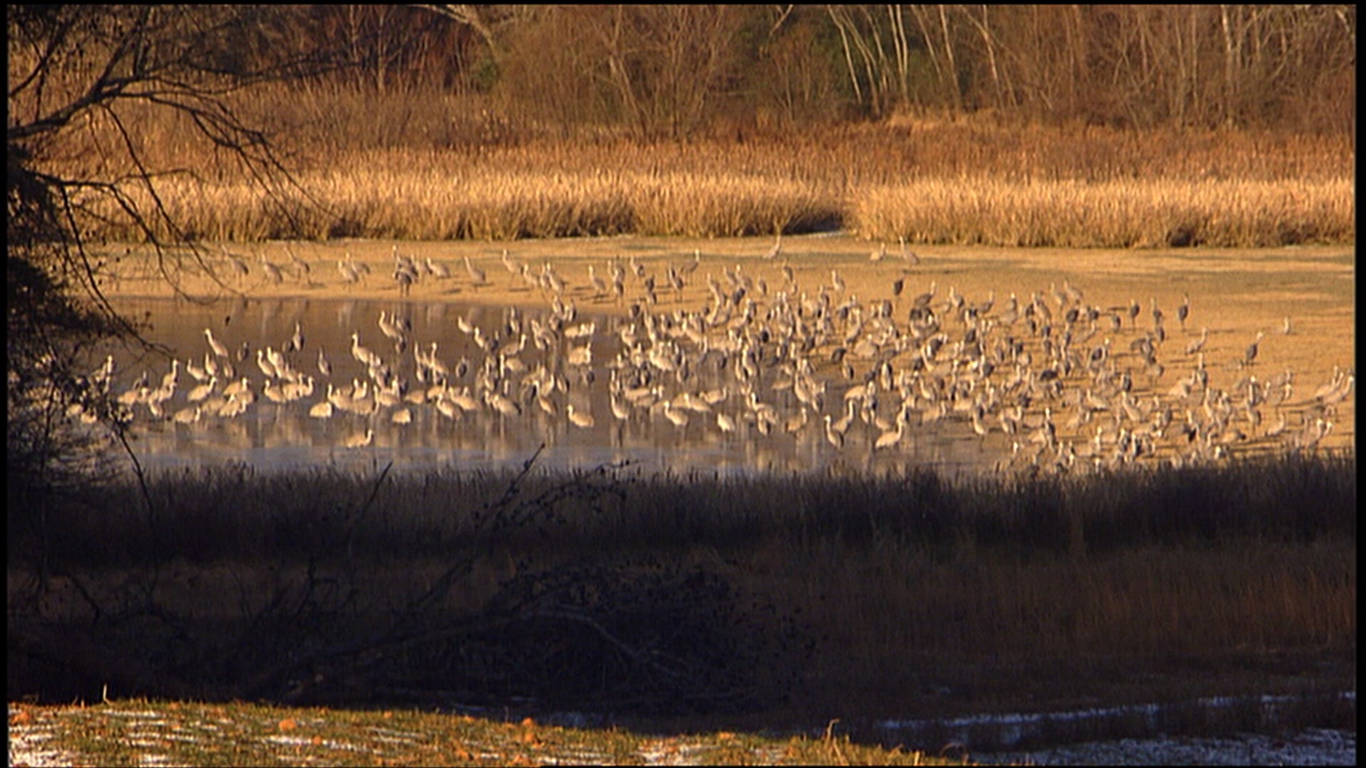 Hiwassee Wildlife Refuge Center | Tennessee Crossroads | NPT