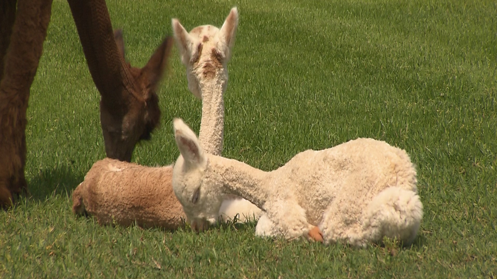 Anne of All Trades | Tennessee Crossroads | NPT