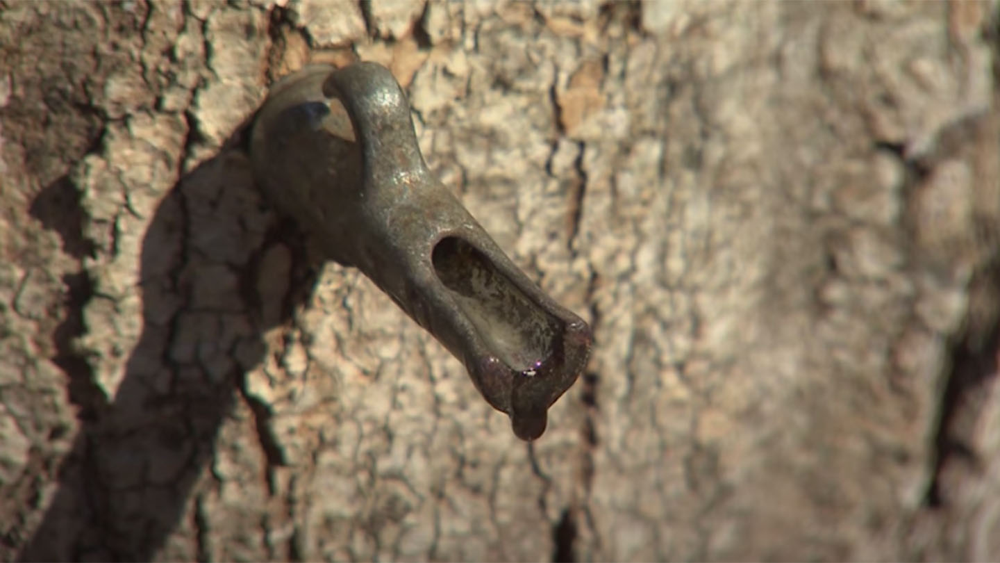 Still Hollow Maple Syrup - Gene Wilson | Tennessee Crossroads | NPT