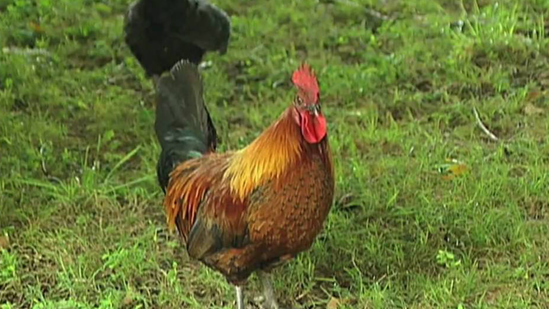 Watermelon Moon Farm | Tennessee Crossroads | NPT