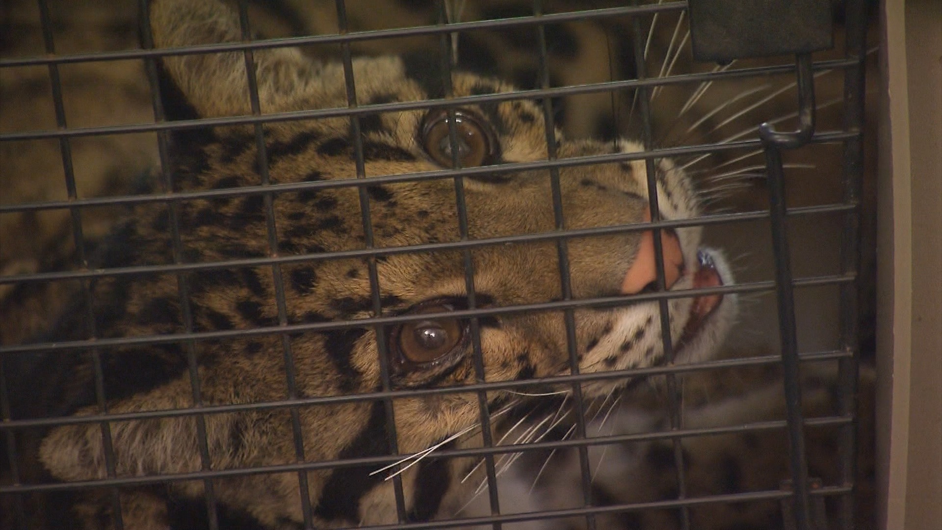 Nashville Zoo Veterinary Center | Tennessee Crossroads | NPT